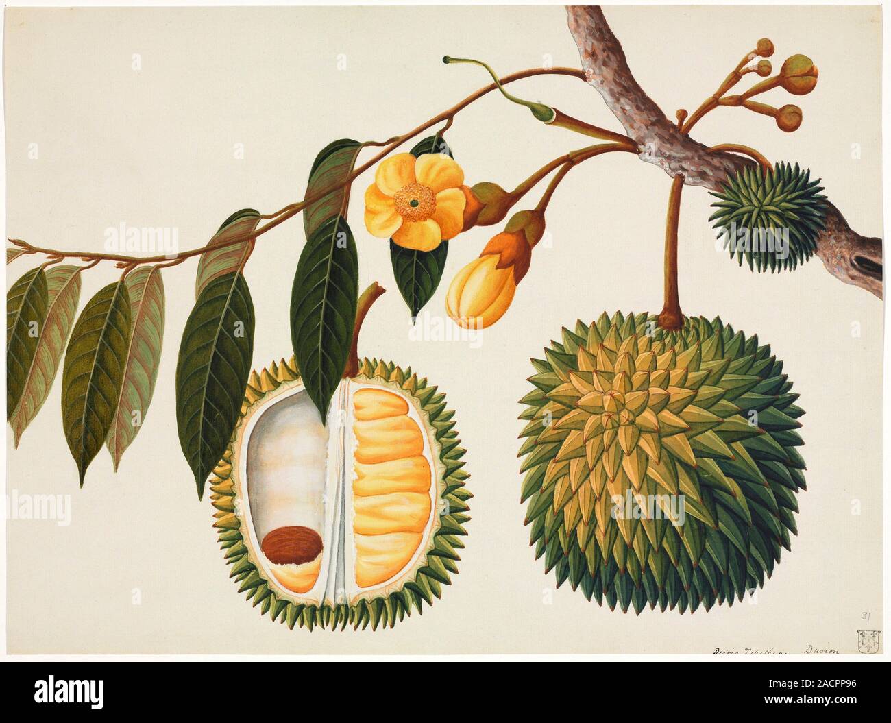 Durian fruit (Durio zibethinus). This plant illustration is from the ...