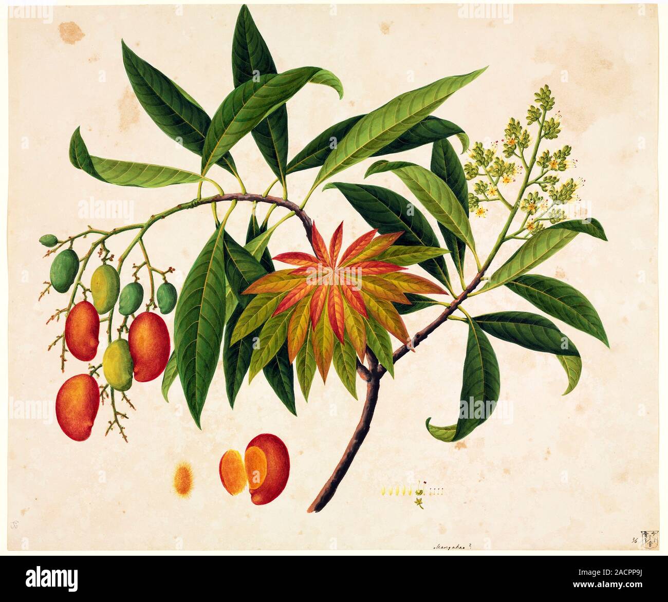 Mangifera indica (mango) plant and fruit, 19th-century artwork. This ...