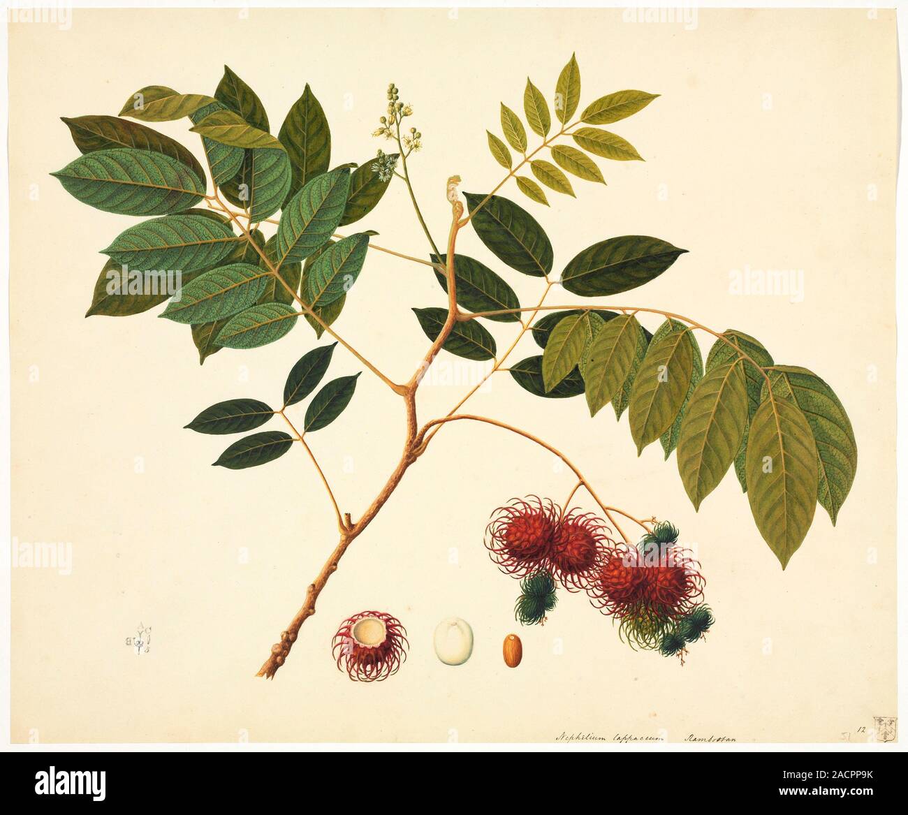 Reeves botanical artwork. This plant illustration is from the John ...