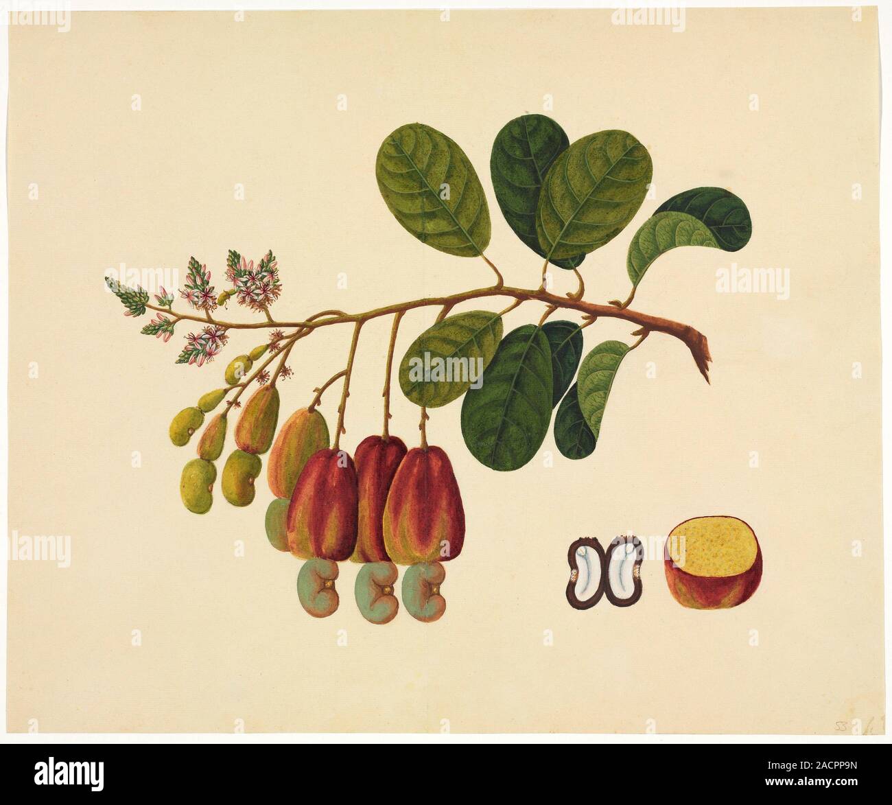 Reeves botanical artwork. This plant illustration is from the John ...