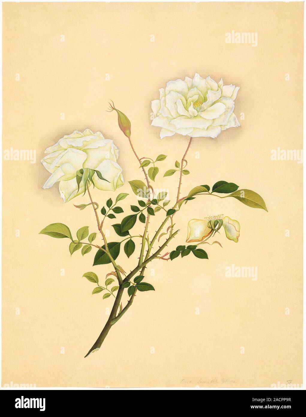 Reeves botanical artwork. This plant illustration is from the John ...