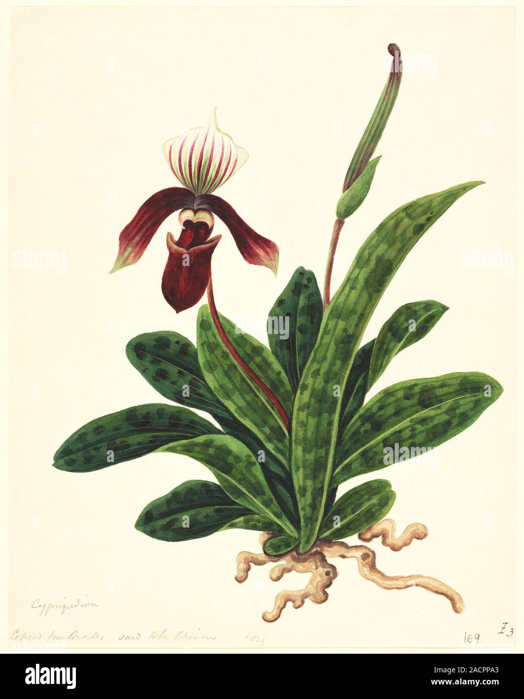 Paphiopedilum flower, 19th-century artwork. This plant illustration is ...