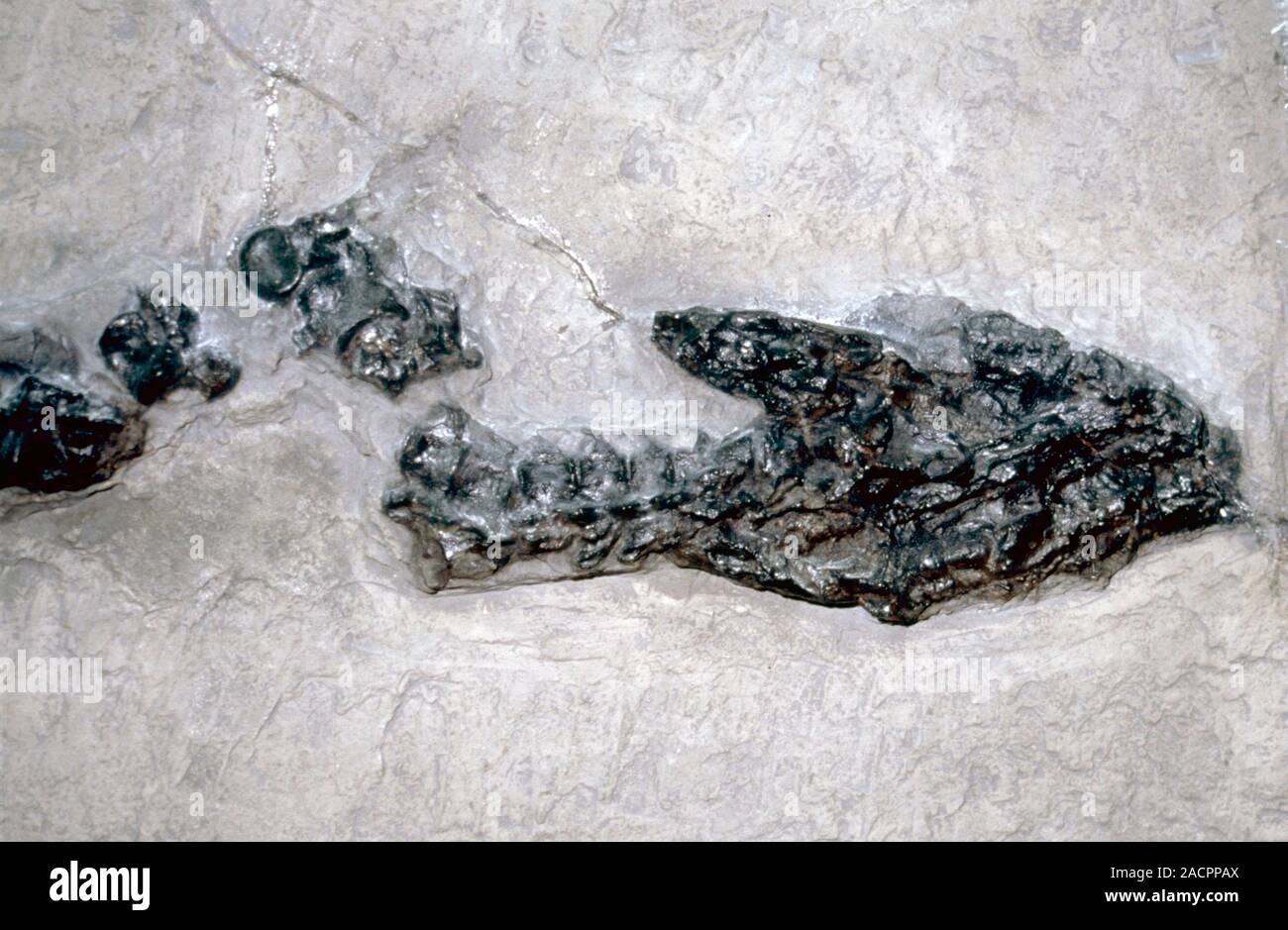 Plesiosaurus dolichodeirus marine reptile, fossil skull. This is the ...