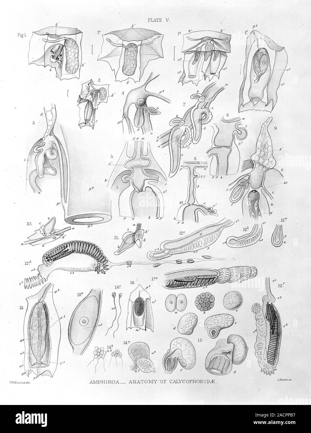 Amphiroa algae, 19th-century artwork. Subtitled, 'Anatomy of ...