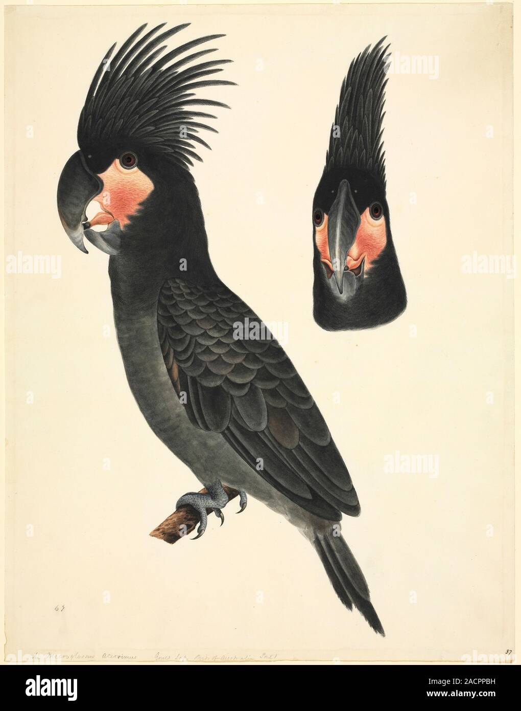 Palm cockatoo (Probosciger aterrimus), 19th-century artwork. This ...