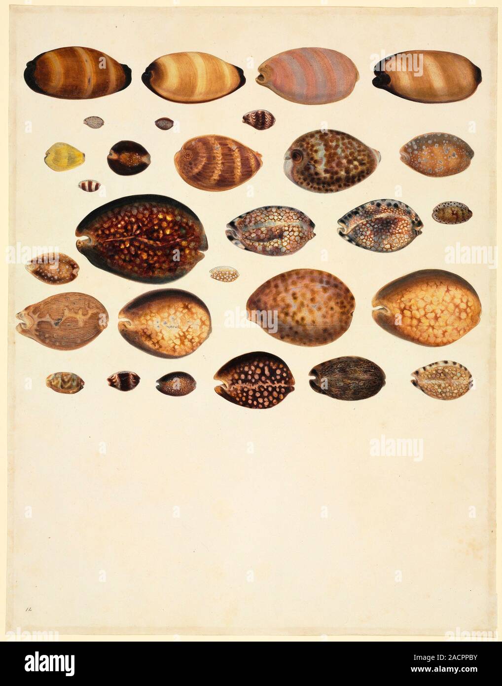 Mollusc shells, 19th-century artwork. This artwork is Plate 85 from the ...