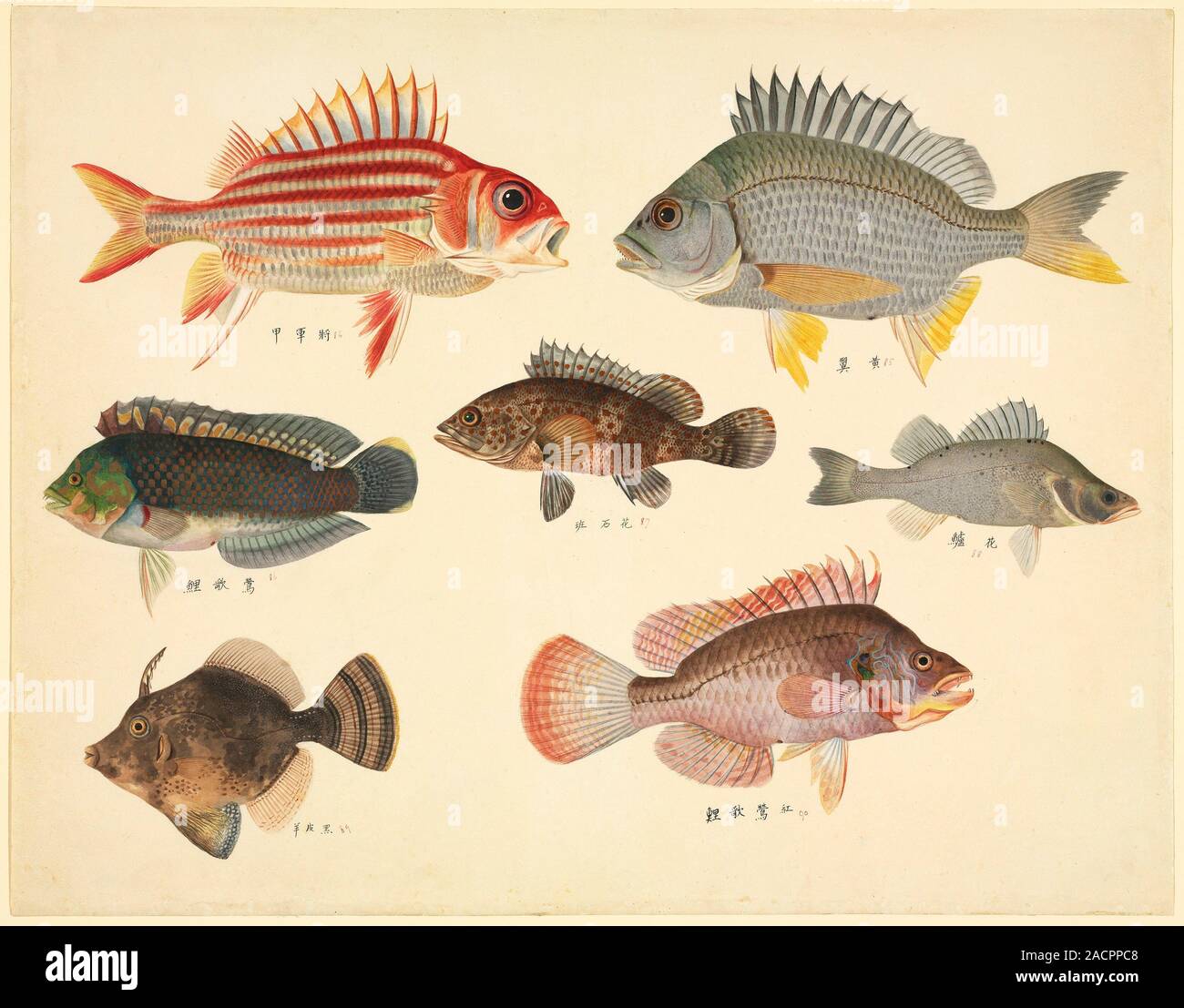Chinese fish, 19th-century artwork. This artwork is Plate 110 from the ...