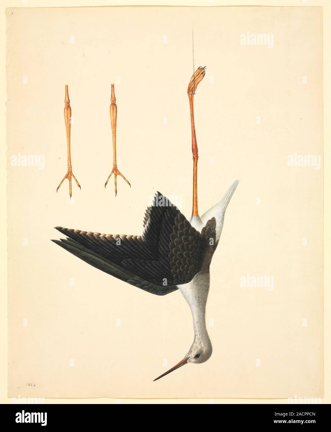 Black-winged stilt (Himantopus himantopus), 19th-century artwork. This ...