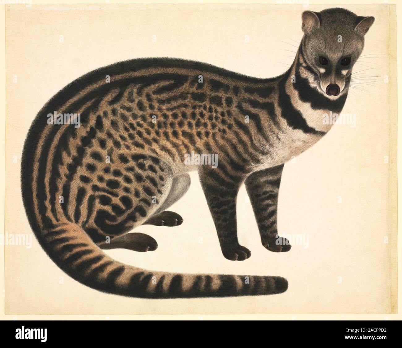 Large-spotted civet (Viverra megaspila), 19th-century artwork. This ...