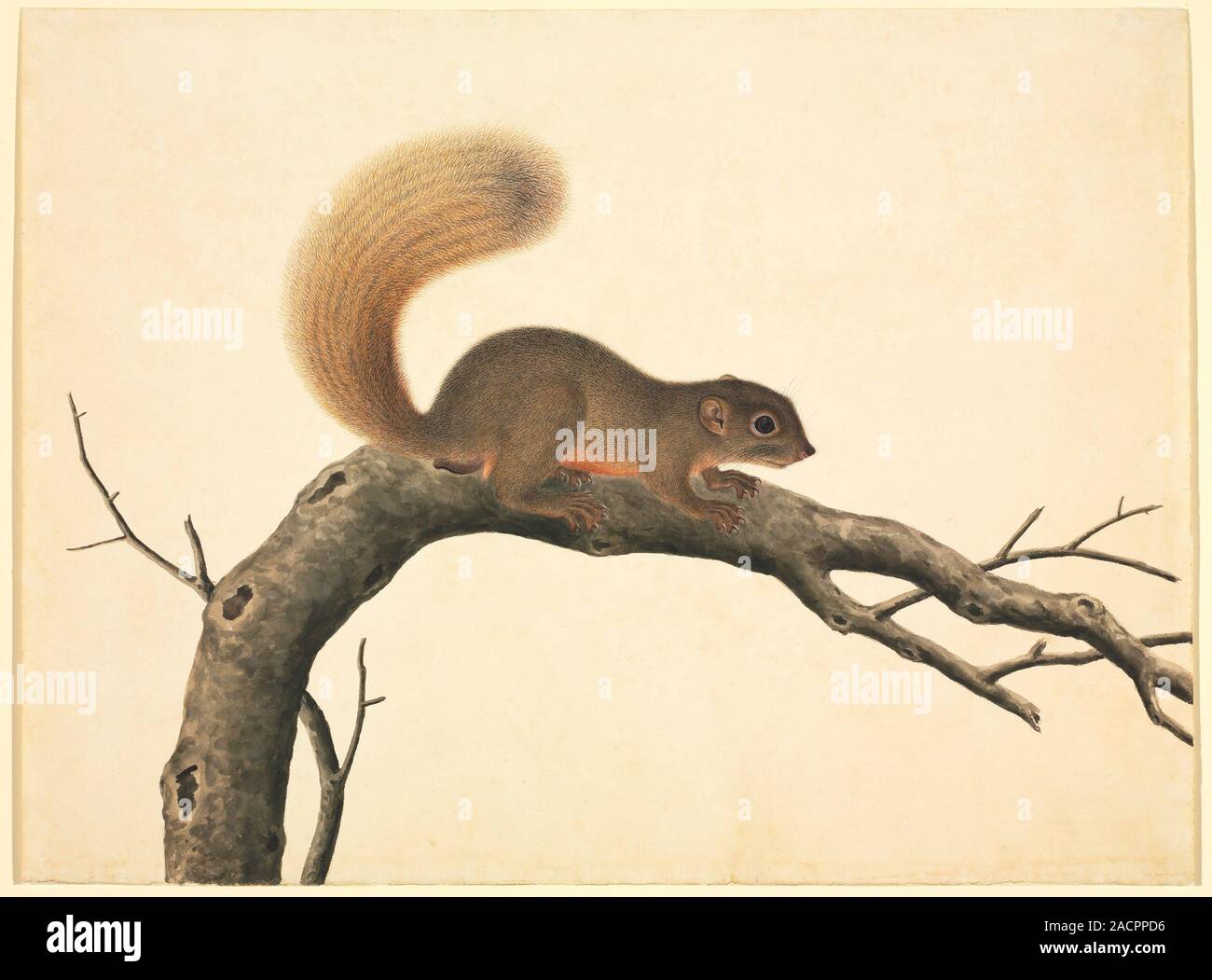 Chinese squirrel, 19th-century artwork. This artwork is LS Plate 80 ...