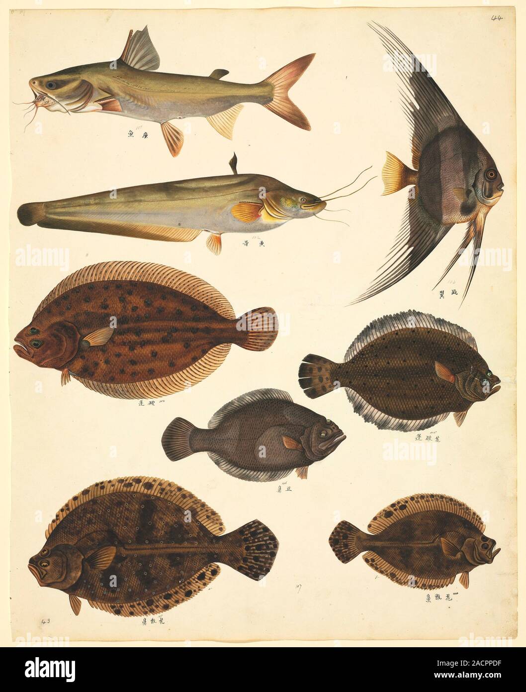 Chinese fishes, 19th-century artwork. This artwork is LS Plate 139 from ...