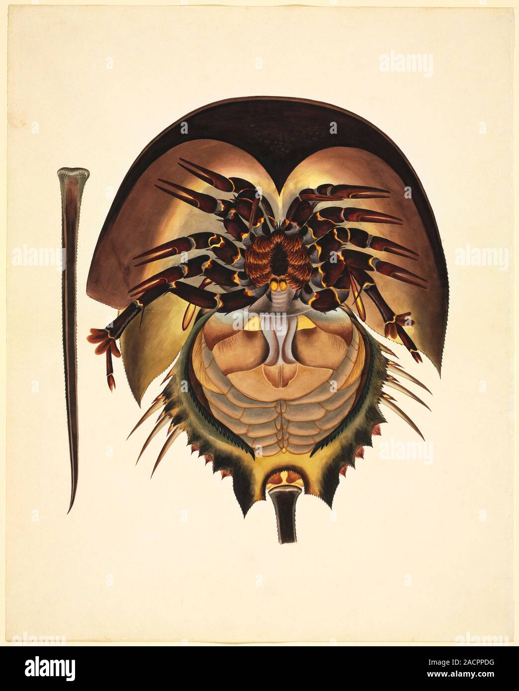 Horsehoe crab (Limulus polyphemus), 19th-century artwork. This artwork ...