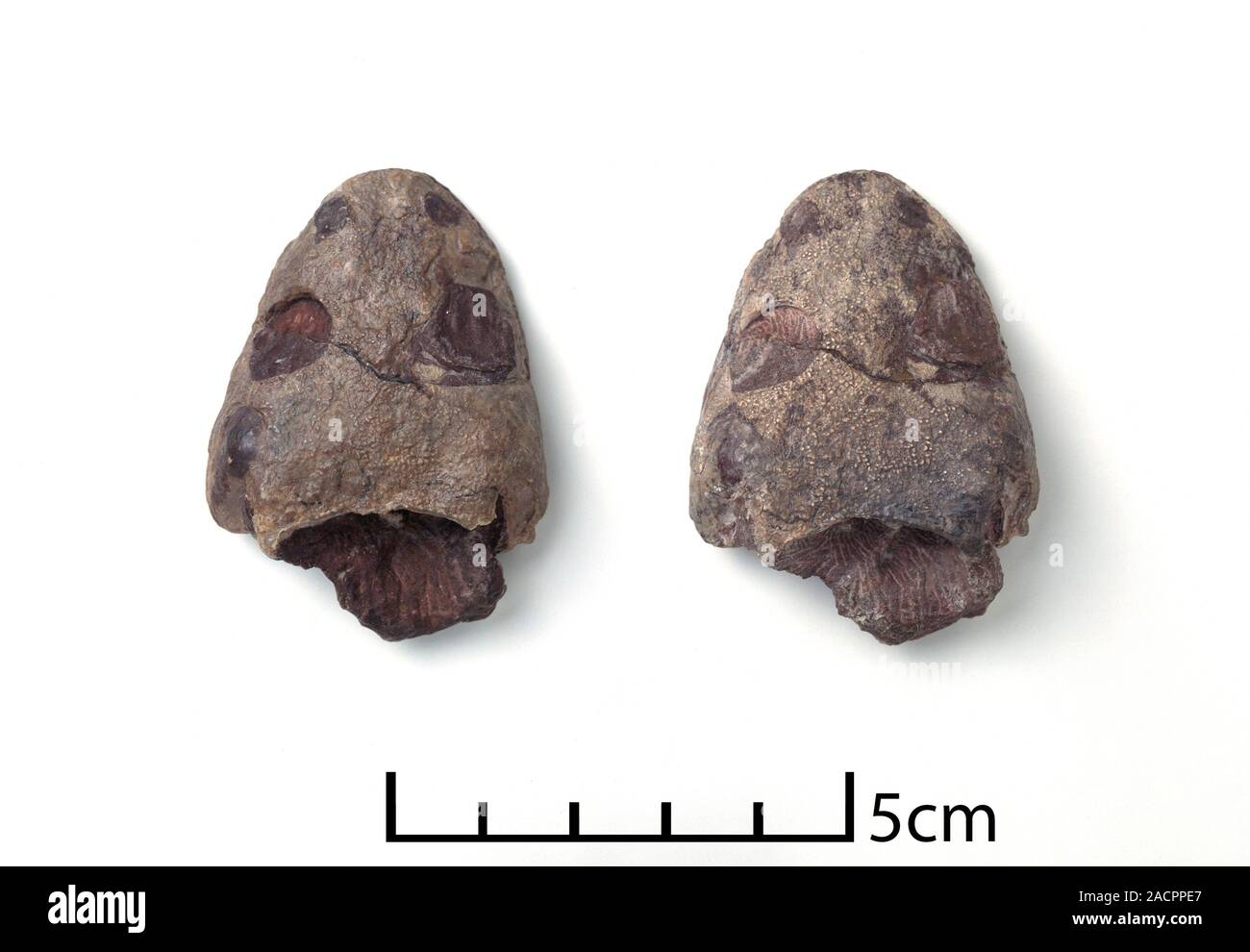 Proganochelys quenstedti turtle, fossil skull. This species was ...