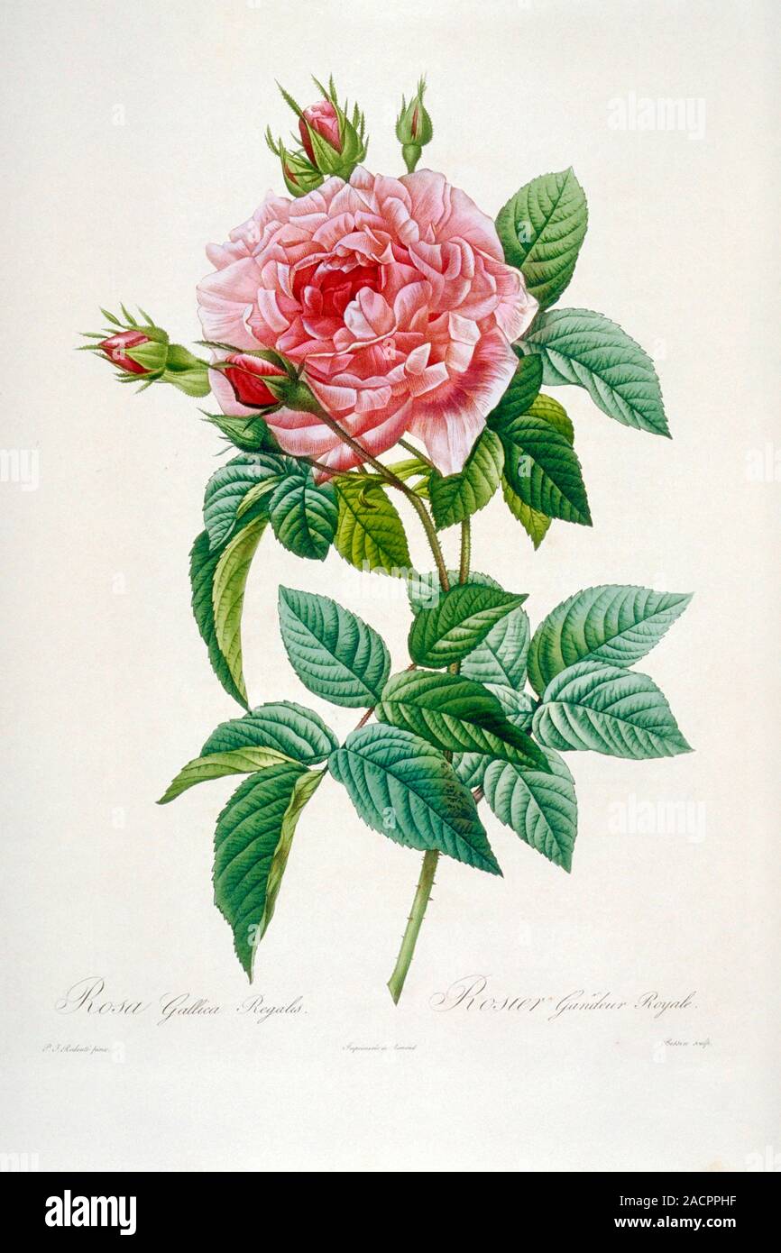 Royal Highness provins rose (Rosa gallica regalis), 19th-century ...