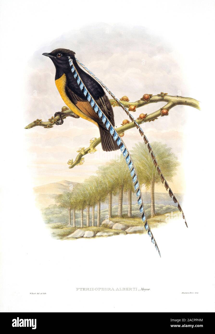 King of Saxony bird-of-paradise (Pteridophora alberti), 19th-century ...