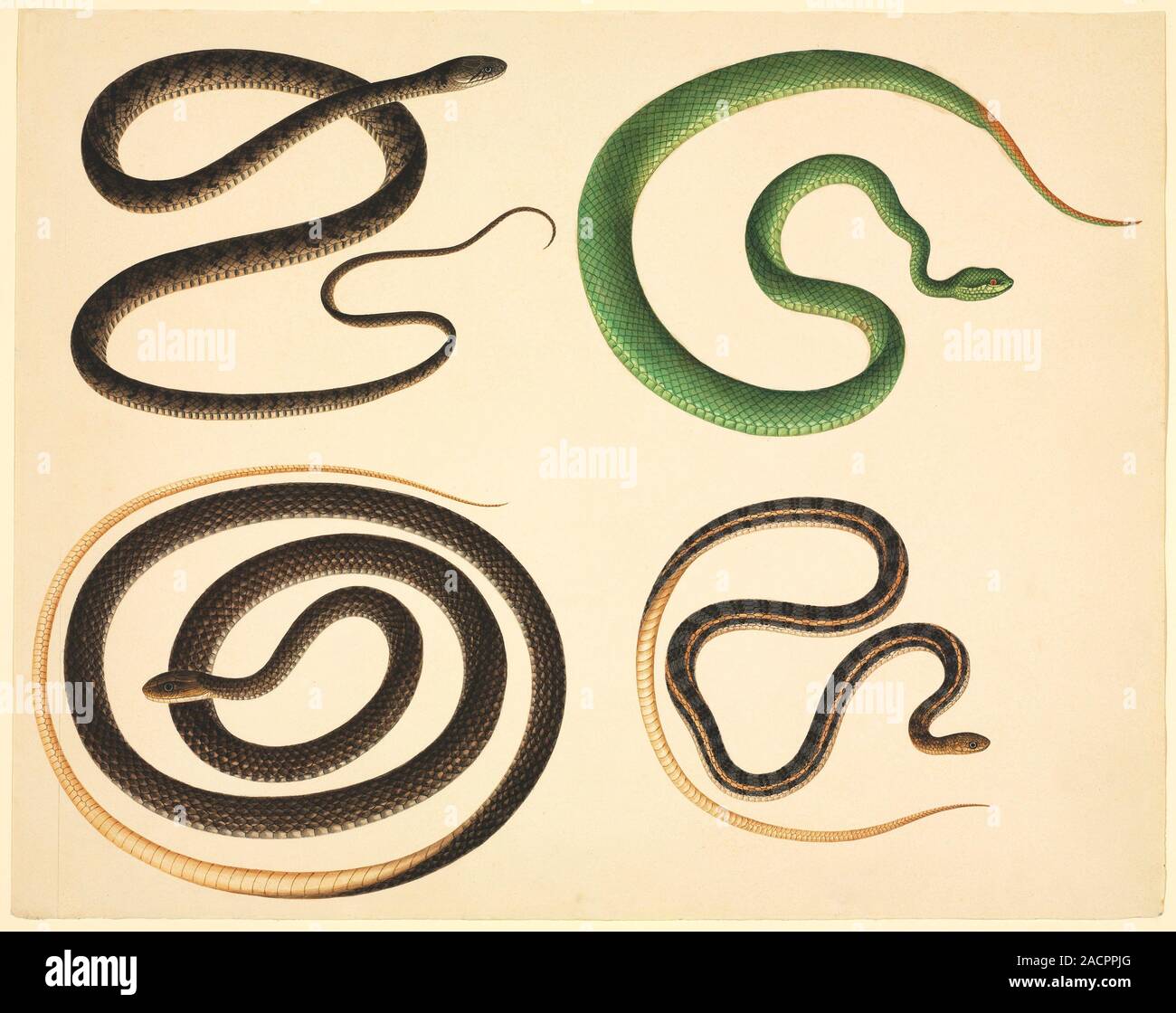 Chinese snakes, 19th-century artwork. This artwork is LS Plate 108 from ...
