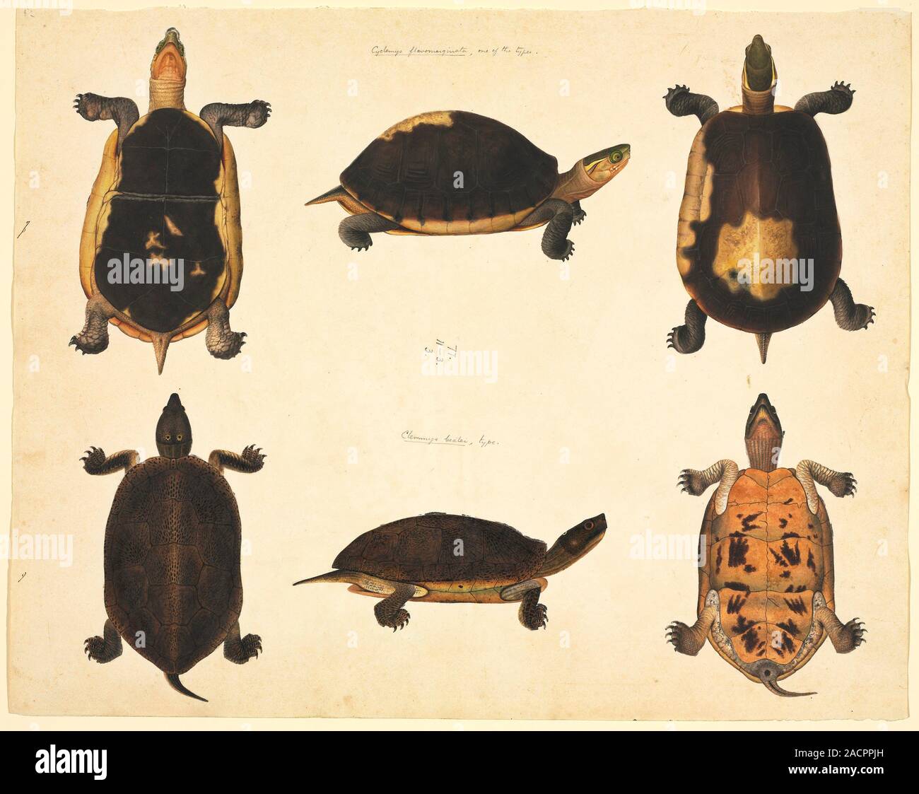 Chinese turtles, 19th-century artwork. Two species are shown here, from ...