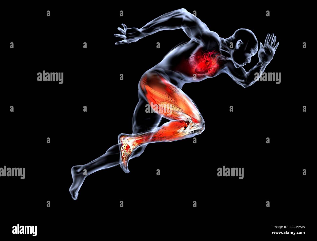 Sprinter. Anatomical artwork of a human sprinter, with the heart and ...