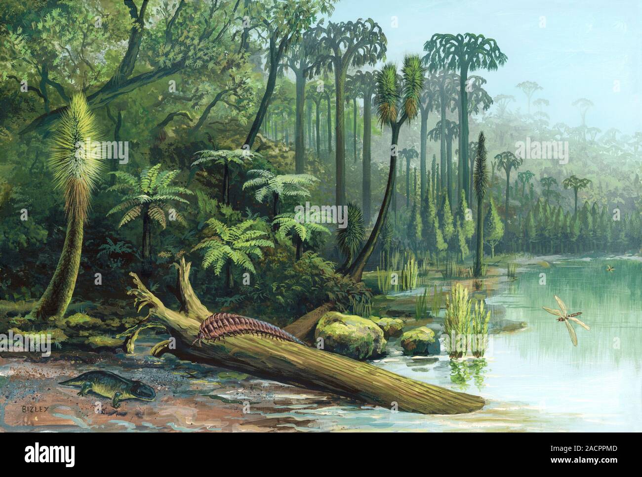 Carboniferous landscape. Artwork of a typical swampy landscape during ...
