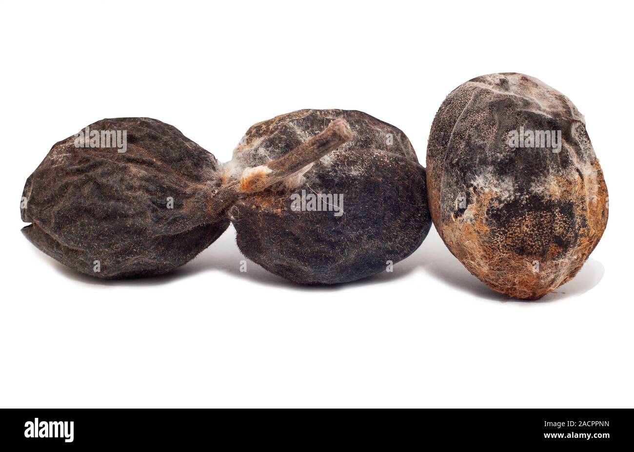 spoiled walnut on a white background, isolate Stock Photo - Alamy
