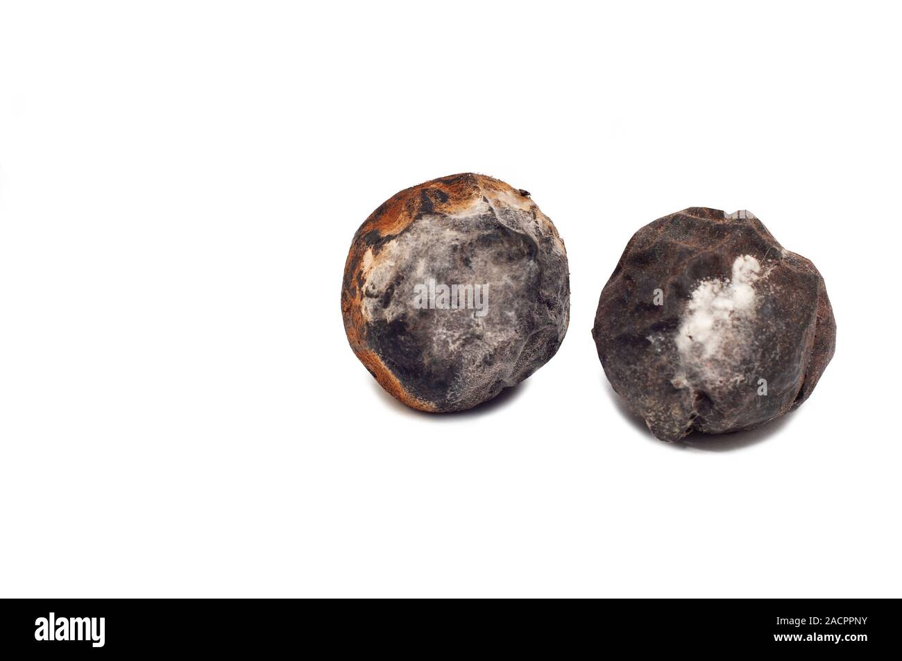 spoiled walnut on a white background, isolate Stock Photo - Alamy