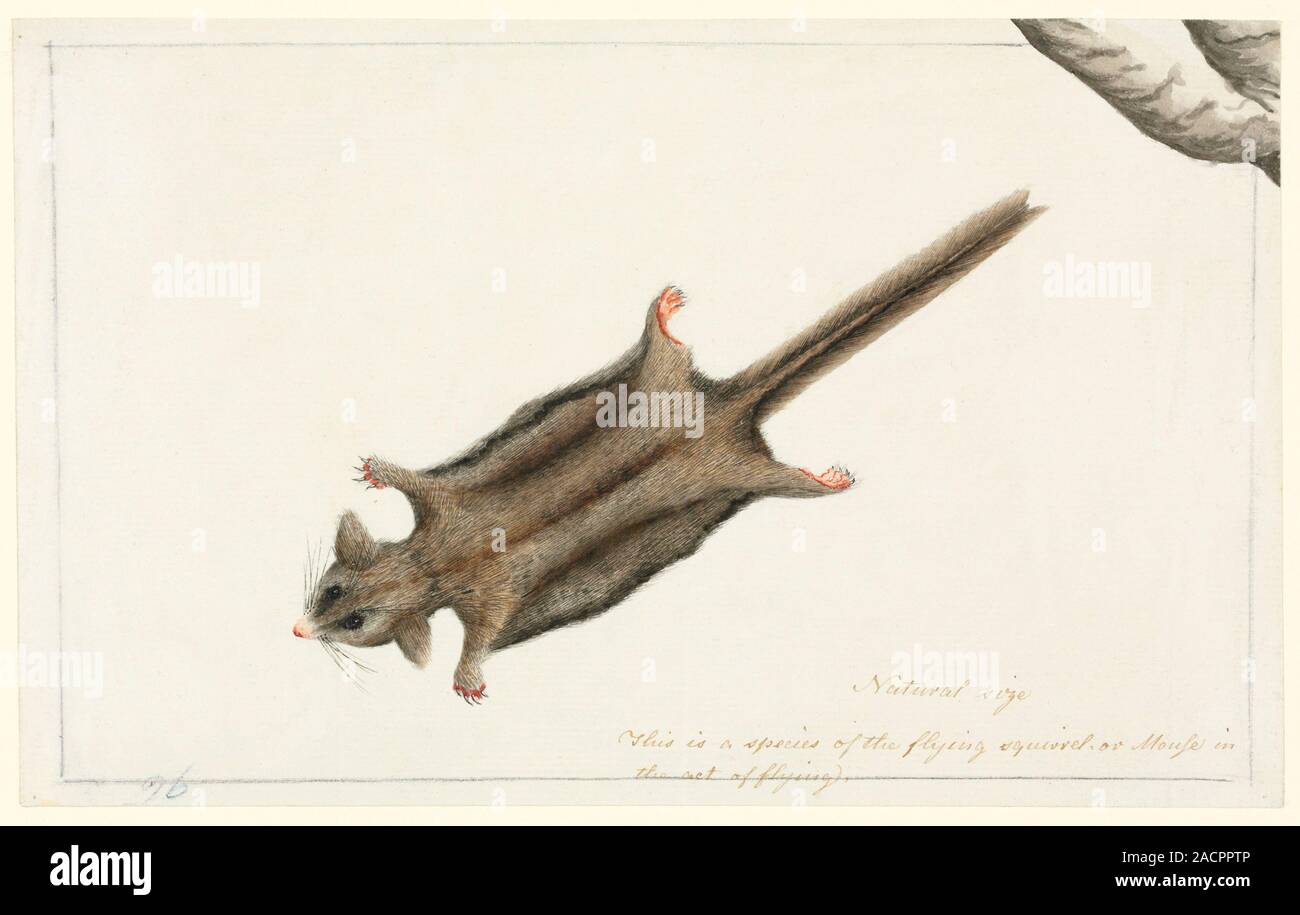 Pygmy glider (Acrobates pygmaeus), 18th-century artwork. Thought to be ...