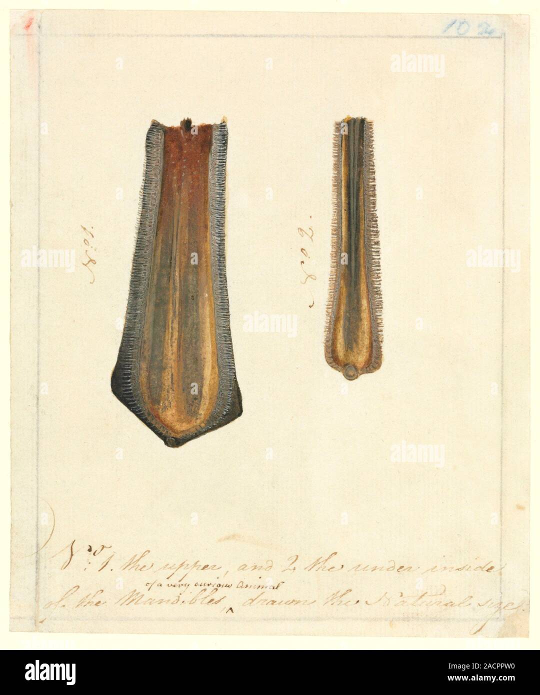 Pink-eared duck (Malacorhynchus membranaceus) bill, 18th-century ...