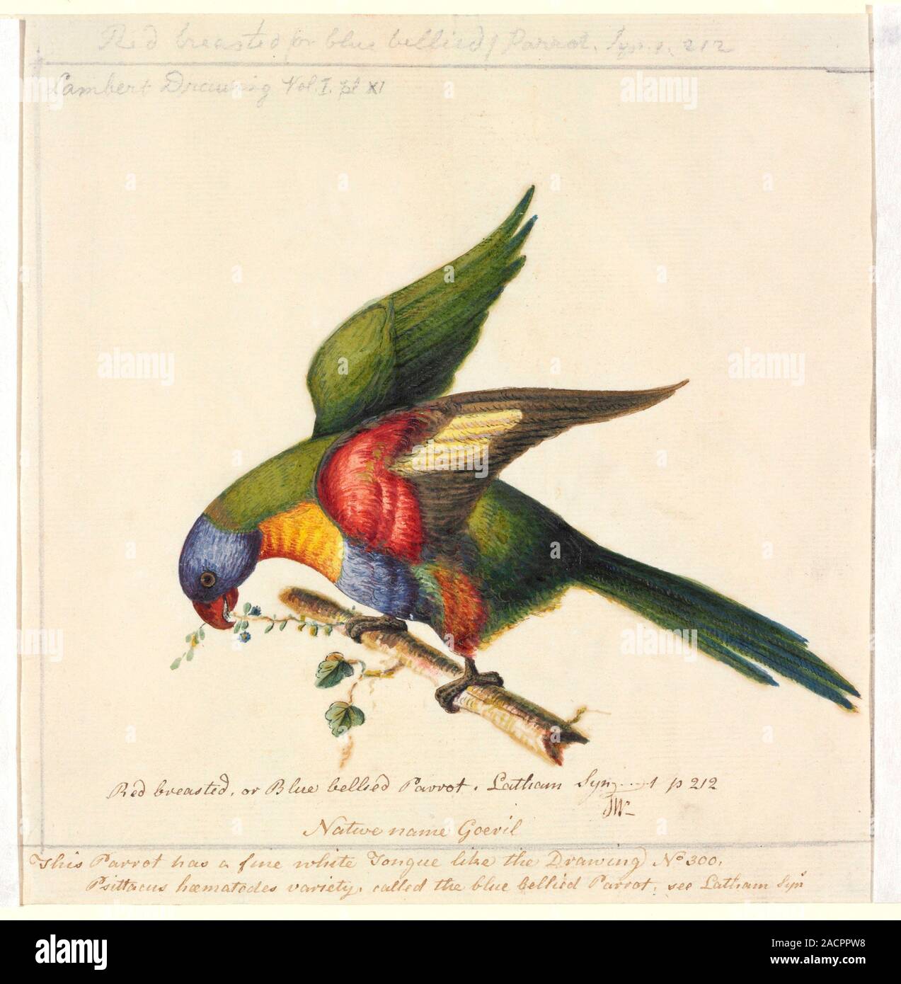 Rainbow lorikeet (Trichoglossus haematodus moluccanus), 18th-century ...