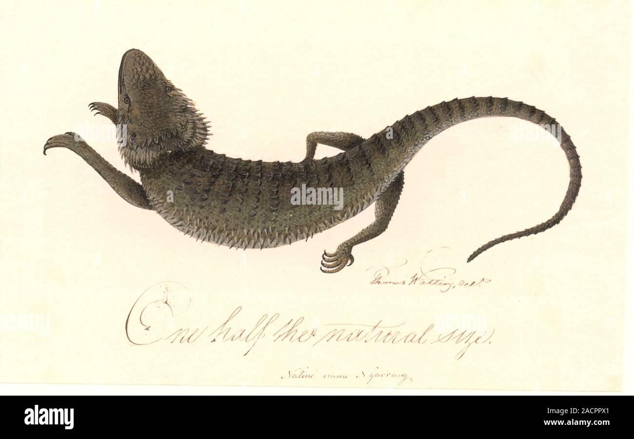 Eastern bearded dragon (Pogona barbata), 18th-century artwork. Thought ...