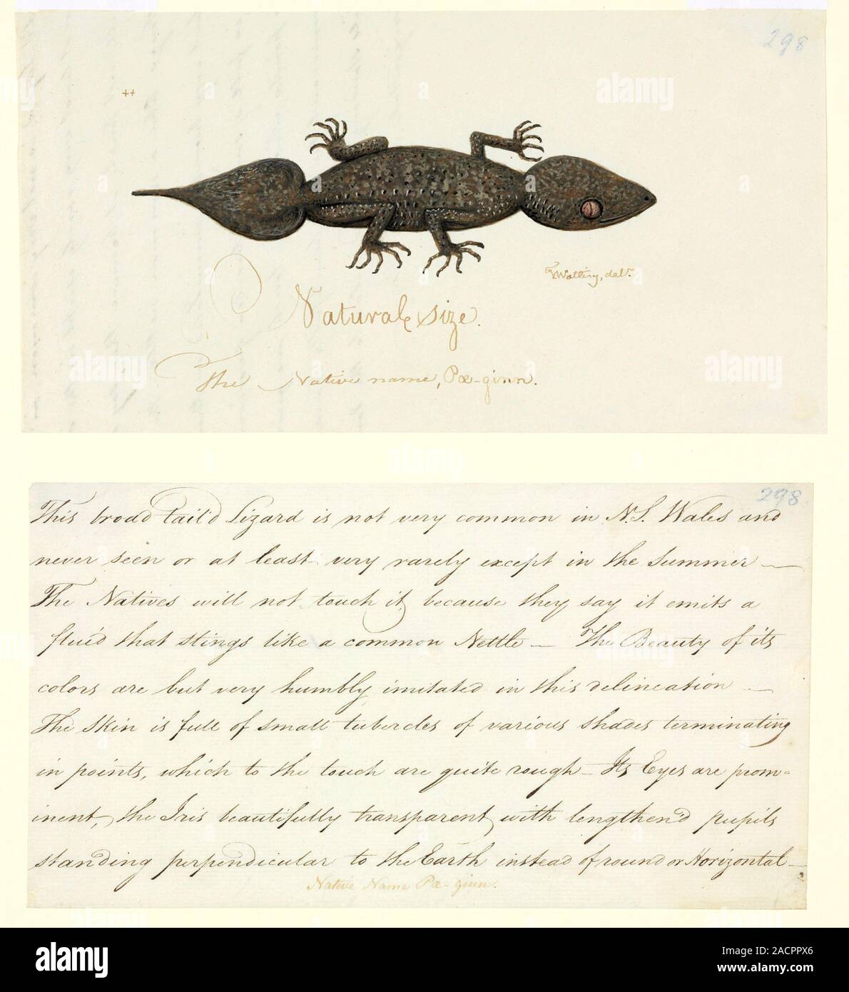 Leaf-tailed gecko (Phyllurus platurus), 18th-century artwork. Thought ...