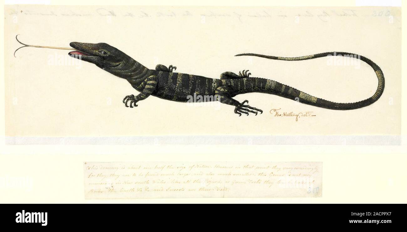 Lace monitor lizard (Varanus varius), 18th-century artwork. Thought to ...