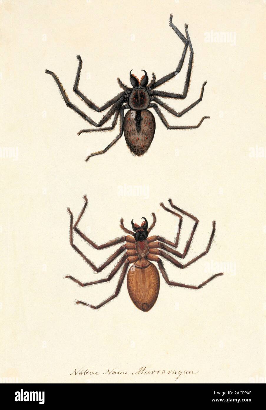 Australian spiders, 18th-century artwork. Thought to be by a Port ...