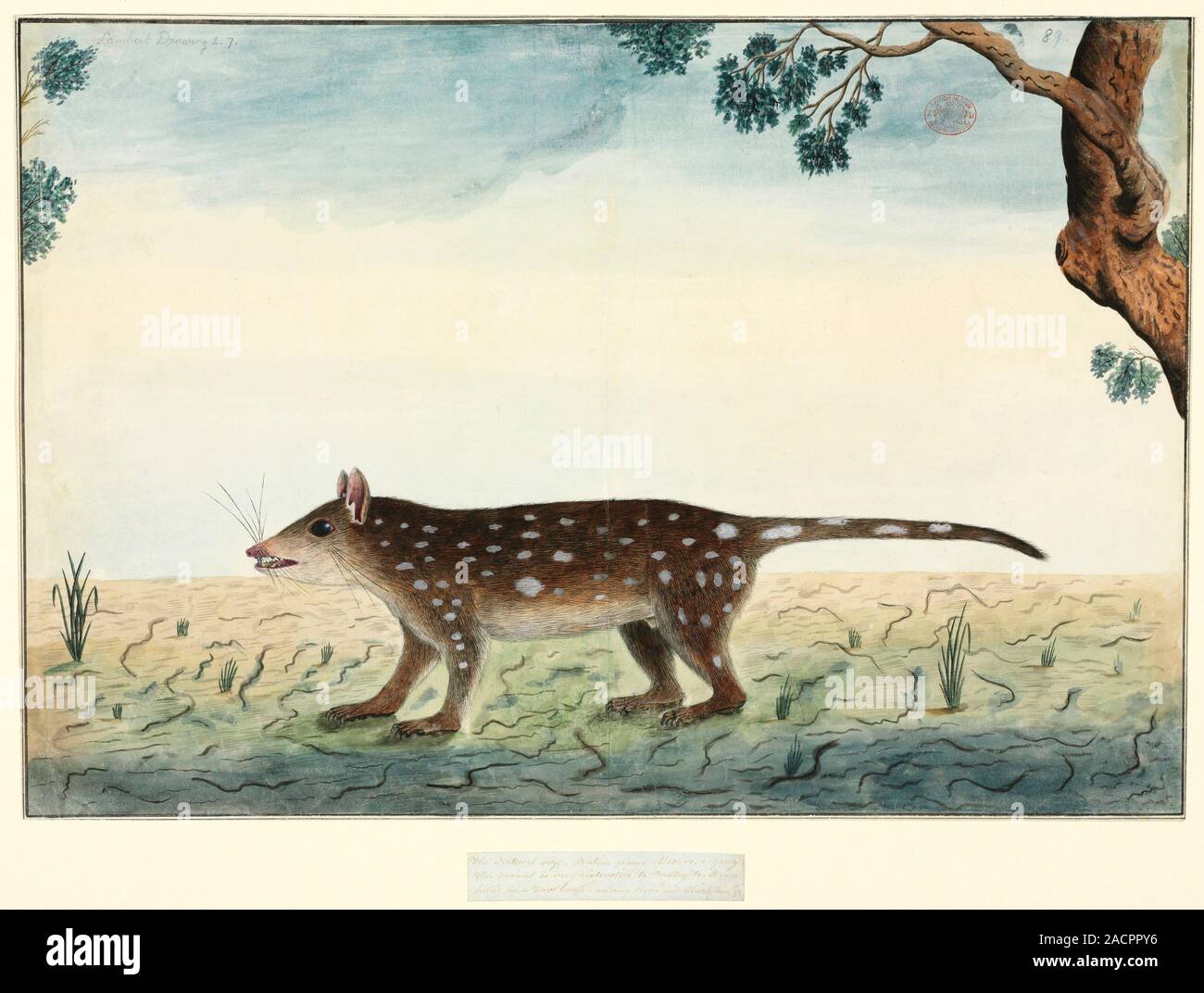 Spotted quoll (Dasyurus maculatus), 18th-century artwork. Thought to be ...