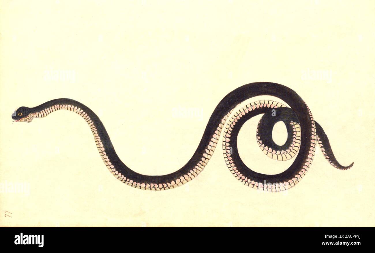 Serpentes snake. 18th-century artwork of an Australian snake classified ...