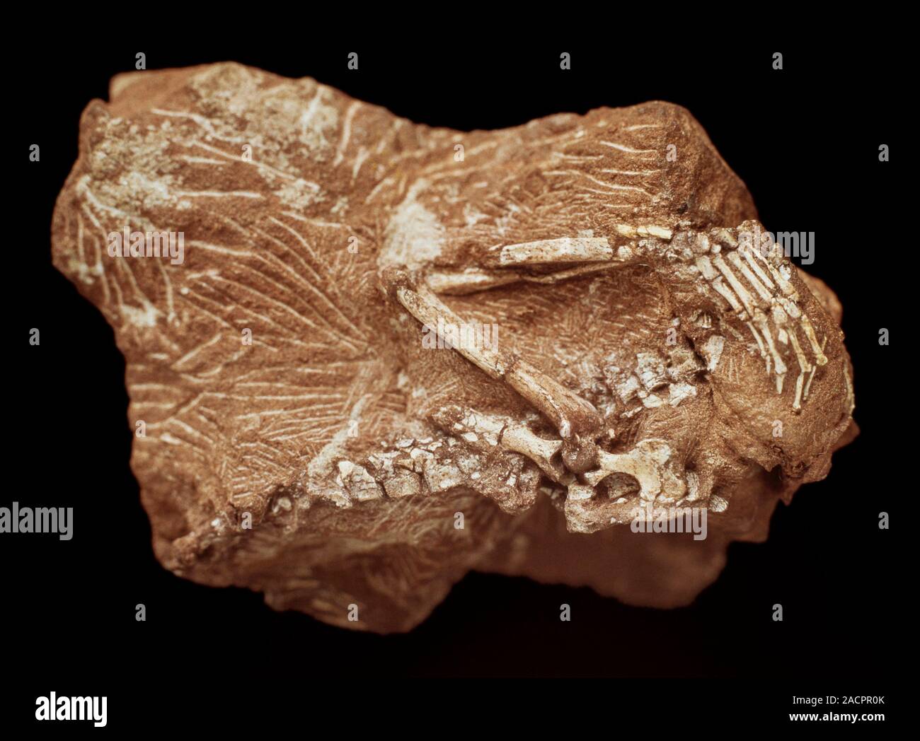 Megazostrodon mammal, fossil bones. This specimen shows the bones of ...