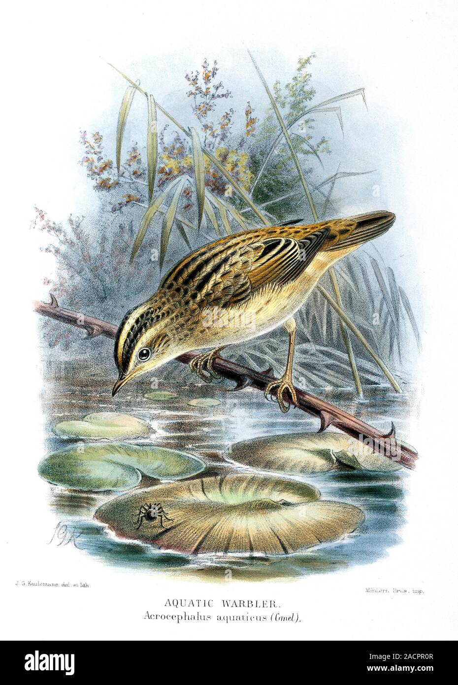 Aquatic warbler (Acrocephalus paludicola), 19th-century artwork. Plate ...