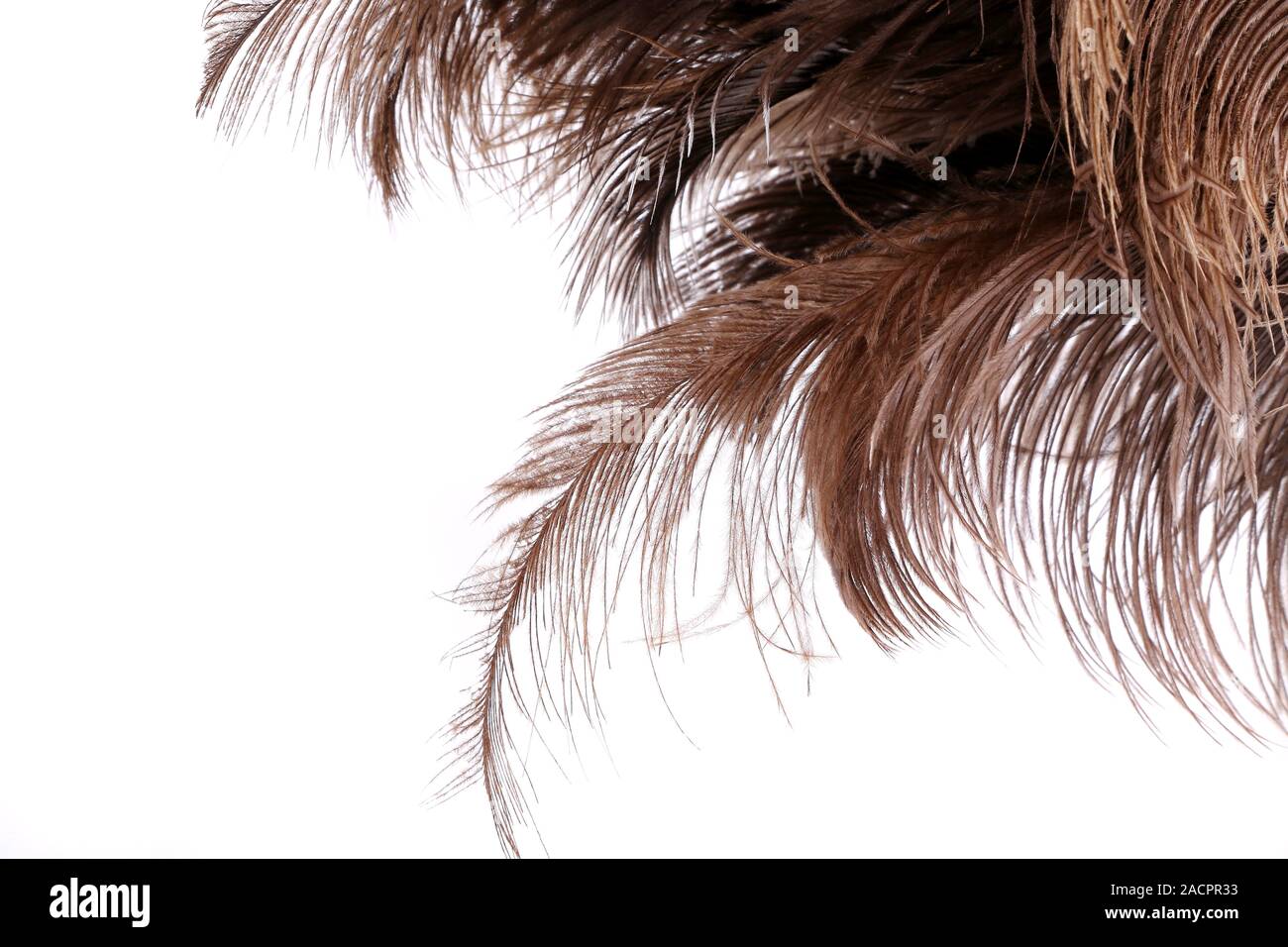 Brown feathers the upper half of the background Stock Photo - Alamy