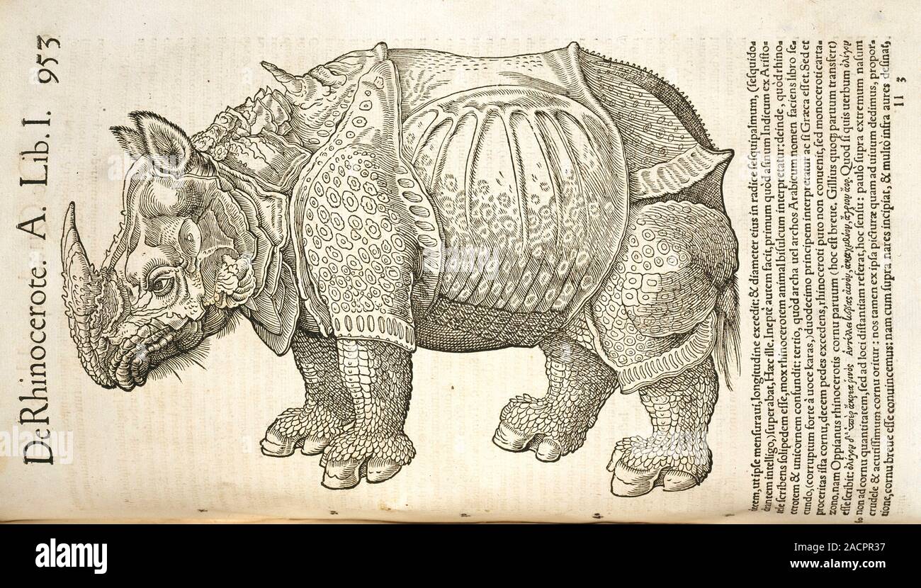 Durer's Rhinoceros. 16th-century artwork of a rhinoceros, illustrating ...