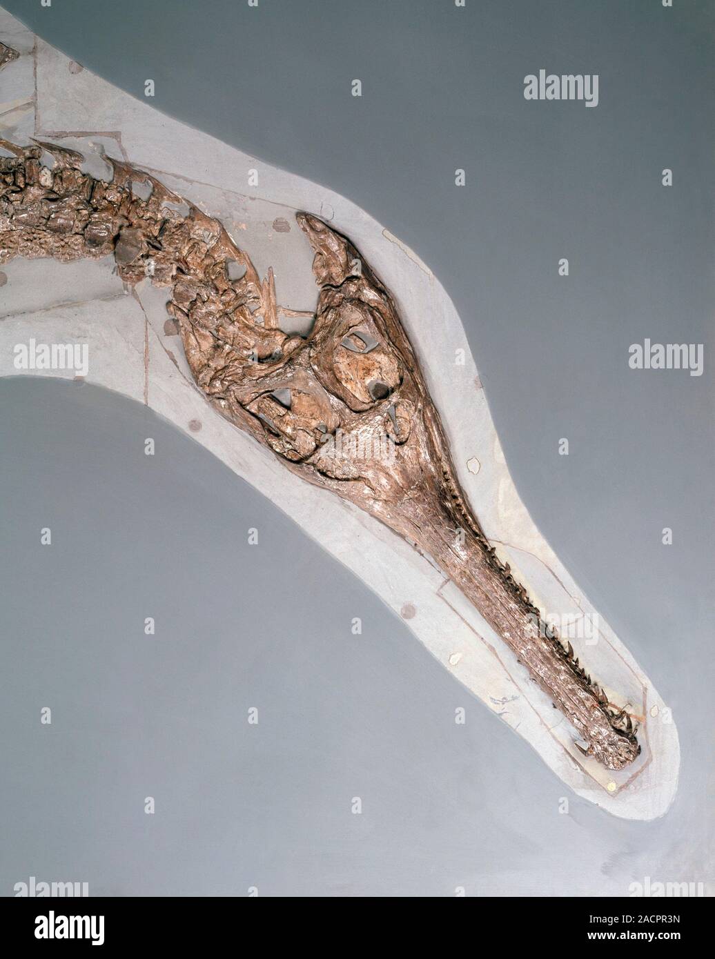 Steneosaurus bollensis crocodilian, fossil skull. This extinct reptile ...