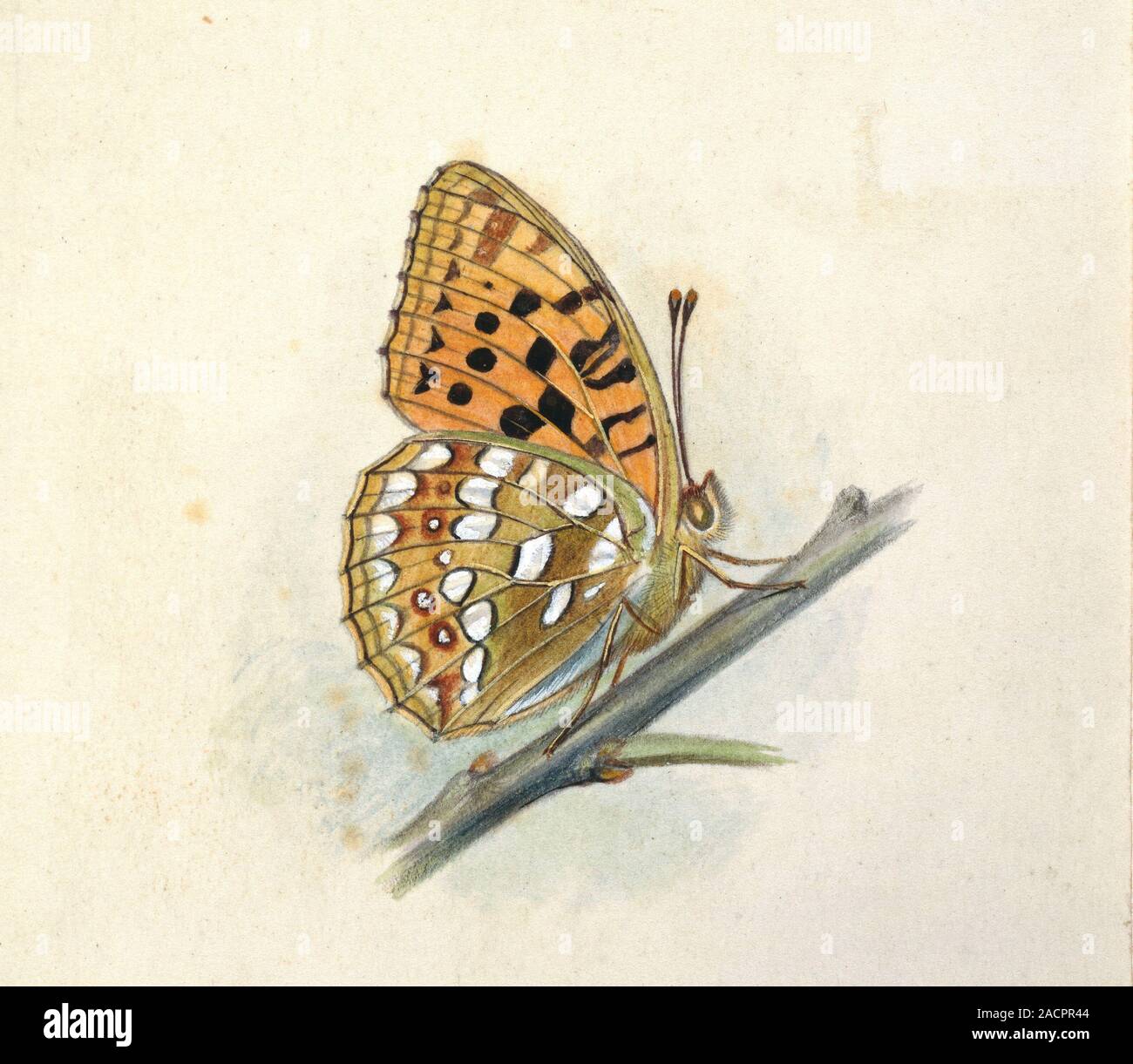 High brown fritillary (Argynnis adippe), 20th-century artwork. Original ...