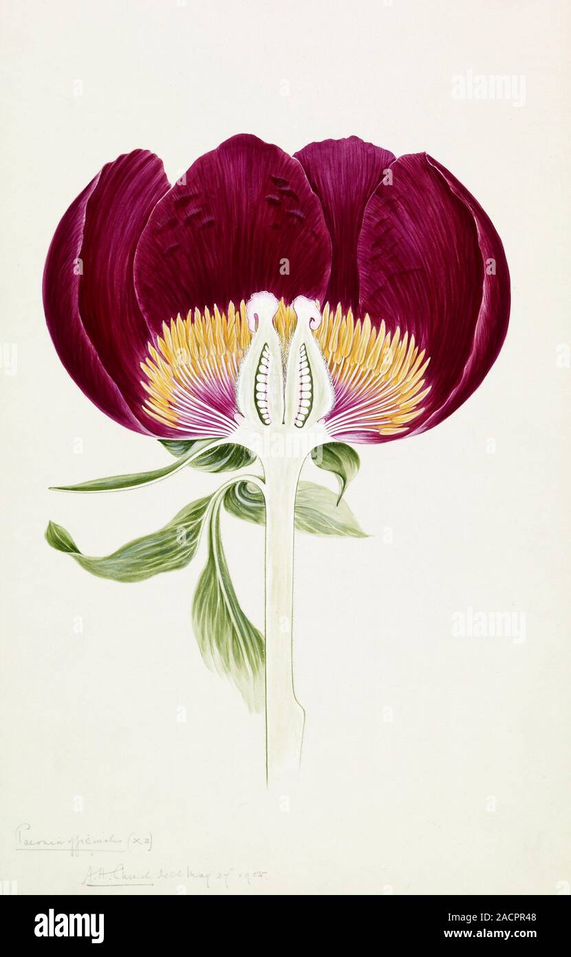 Common peony (Paeonia officinalis), early 20th-century artwork. This ...
