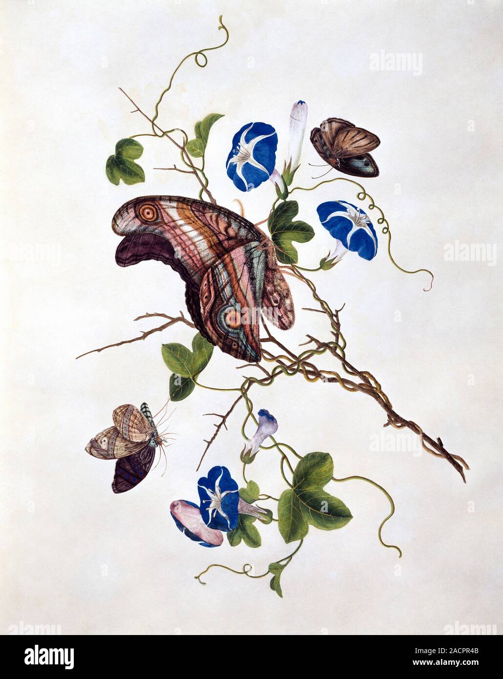 Butterflies and flowers. 19th-century artwork of morning glory flowers ...