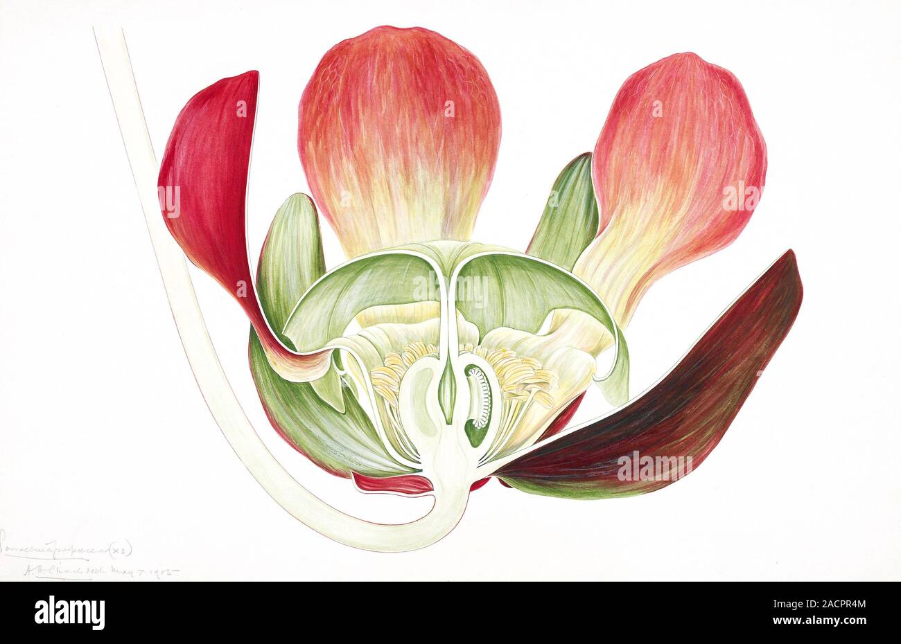 Sarracenia purpurea pitcherplant, early 20th-century artwork. This 1905 ...