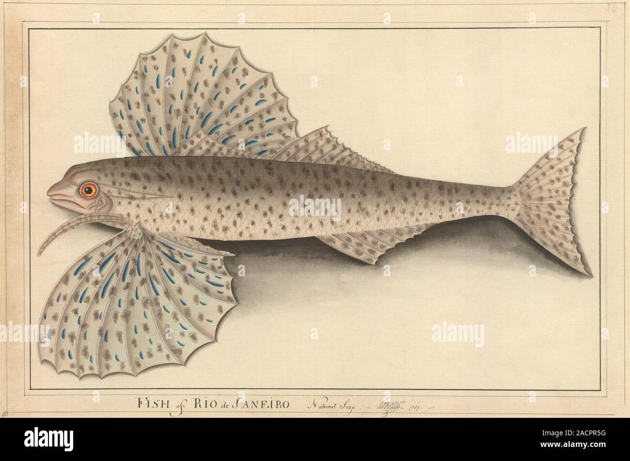 Cheilopogon flying fish, 18th-century artwork. This specimen is from ...
