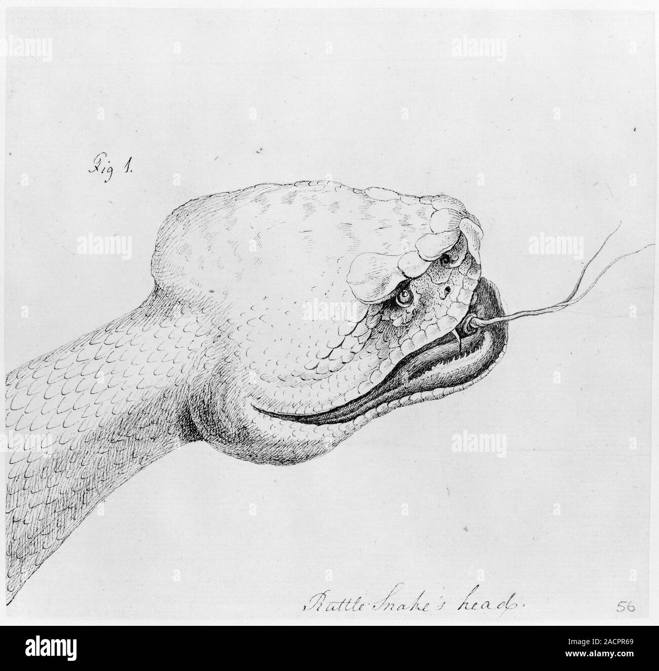 Eastern diamondback rattlesnake (Crotalus adamanteus), 18th-century ...