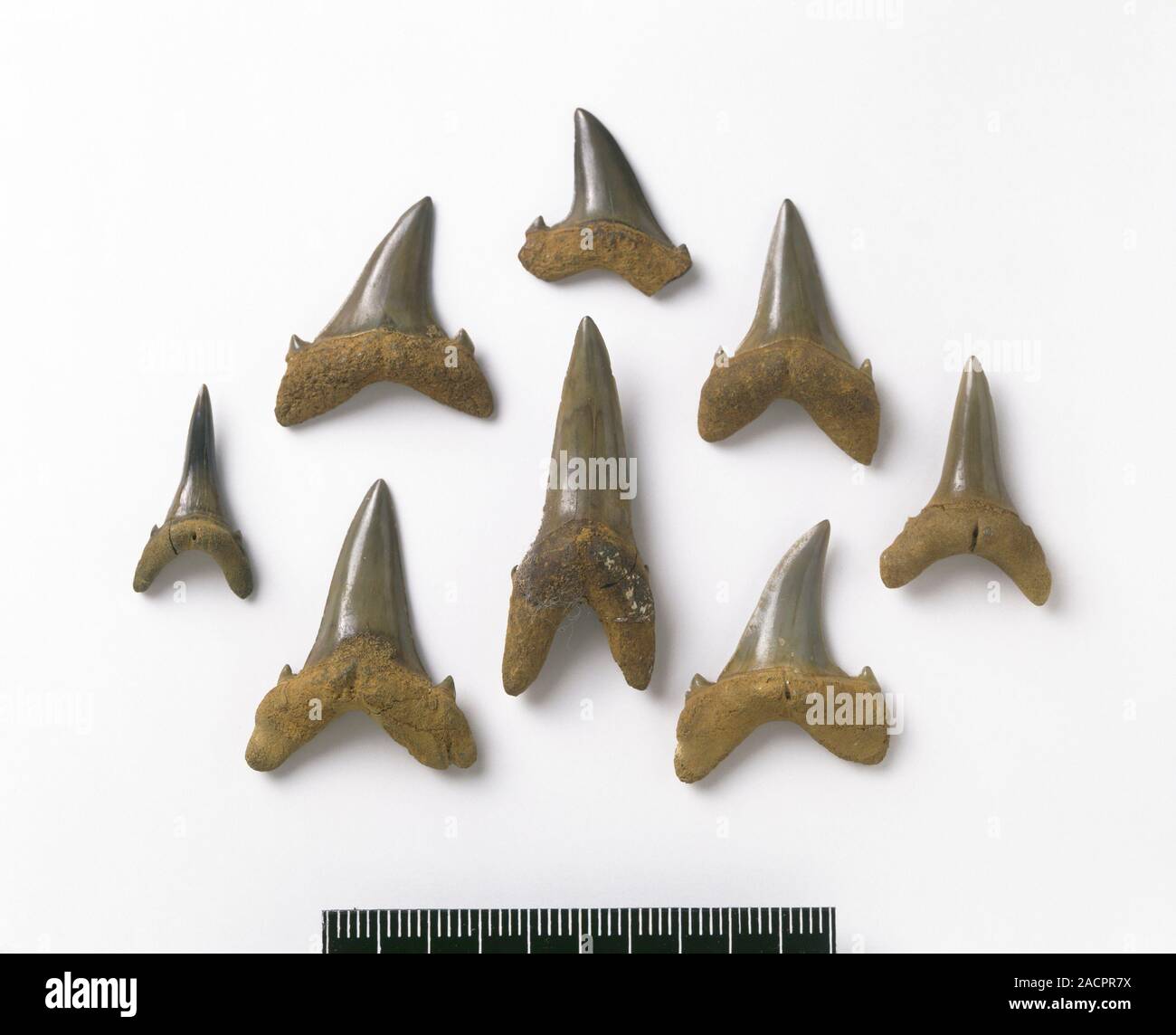 Fossil sand tiger shark teeth (Odontaspis robusta). Anterior teeth ...