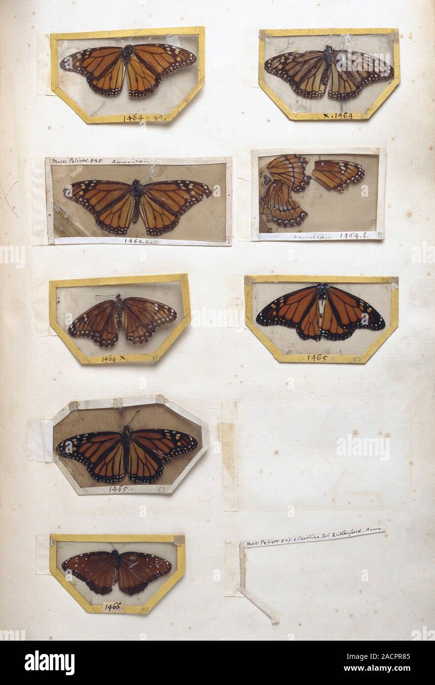 Mounted milkweed butterflies (Danaidae sp.) preserved between sheets of ...