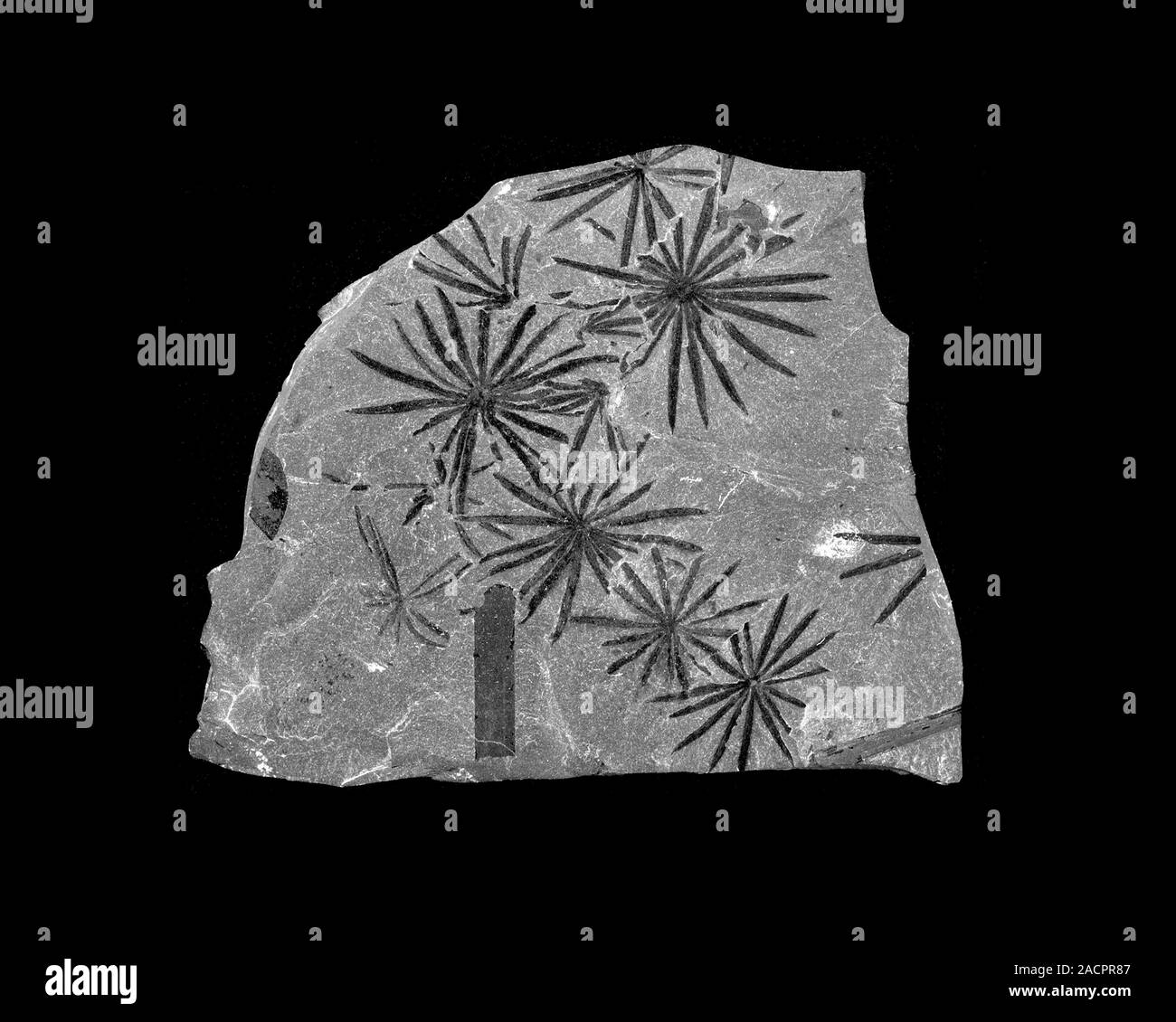 Fossil Calamites (Annularia radiata) leaves. This plants leaves were ...