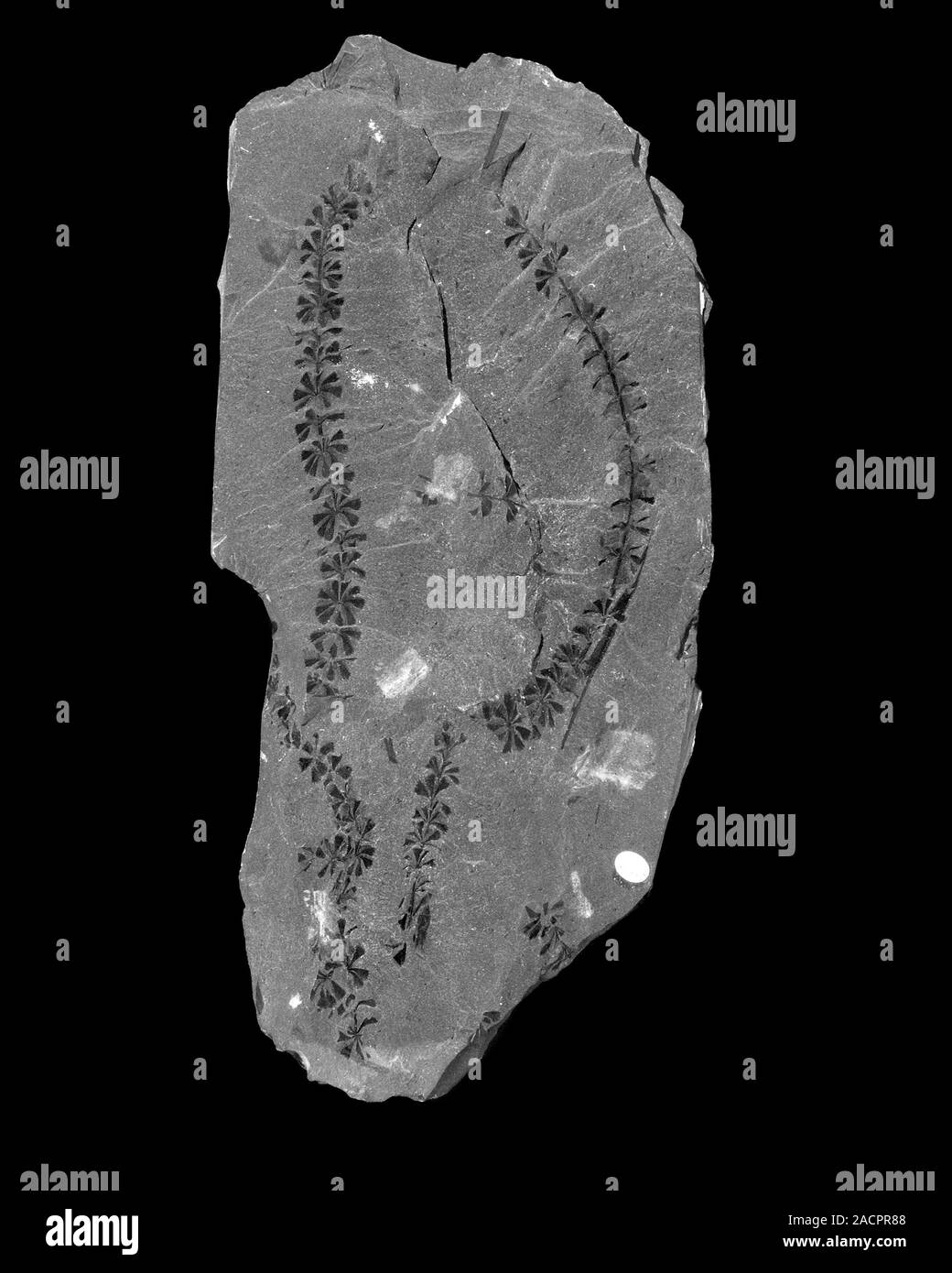 Fossil Sphenophyllum plant. This specimen was discovered in Wales and ...