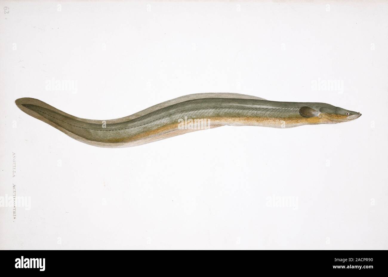 Freshwater eel (Anguilla anguilla), artwork. Plate 69 from 'Watercolour ...